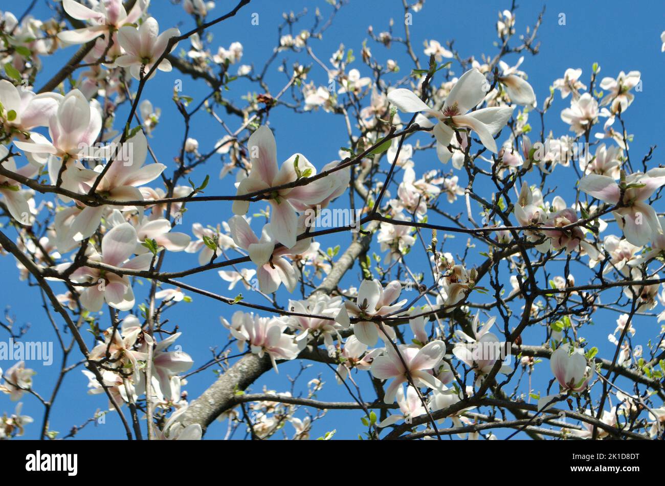 Southern magnolia tree hi-res stock photography and images - Alamy