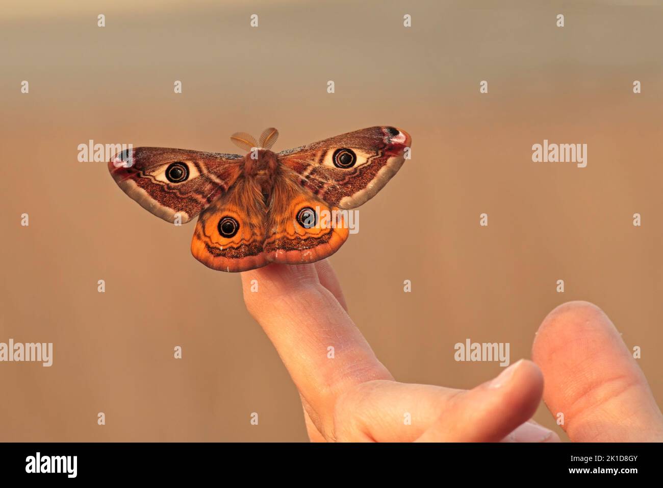Saturnia pavoniella moth Stock Photo - Alamy