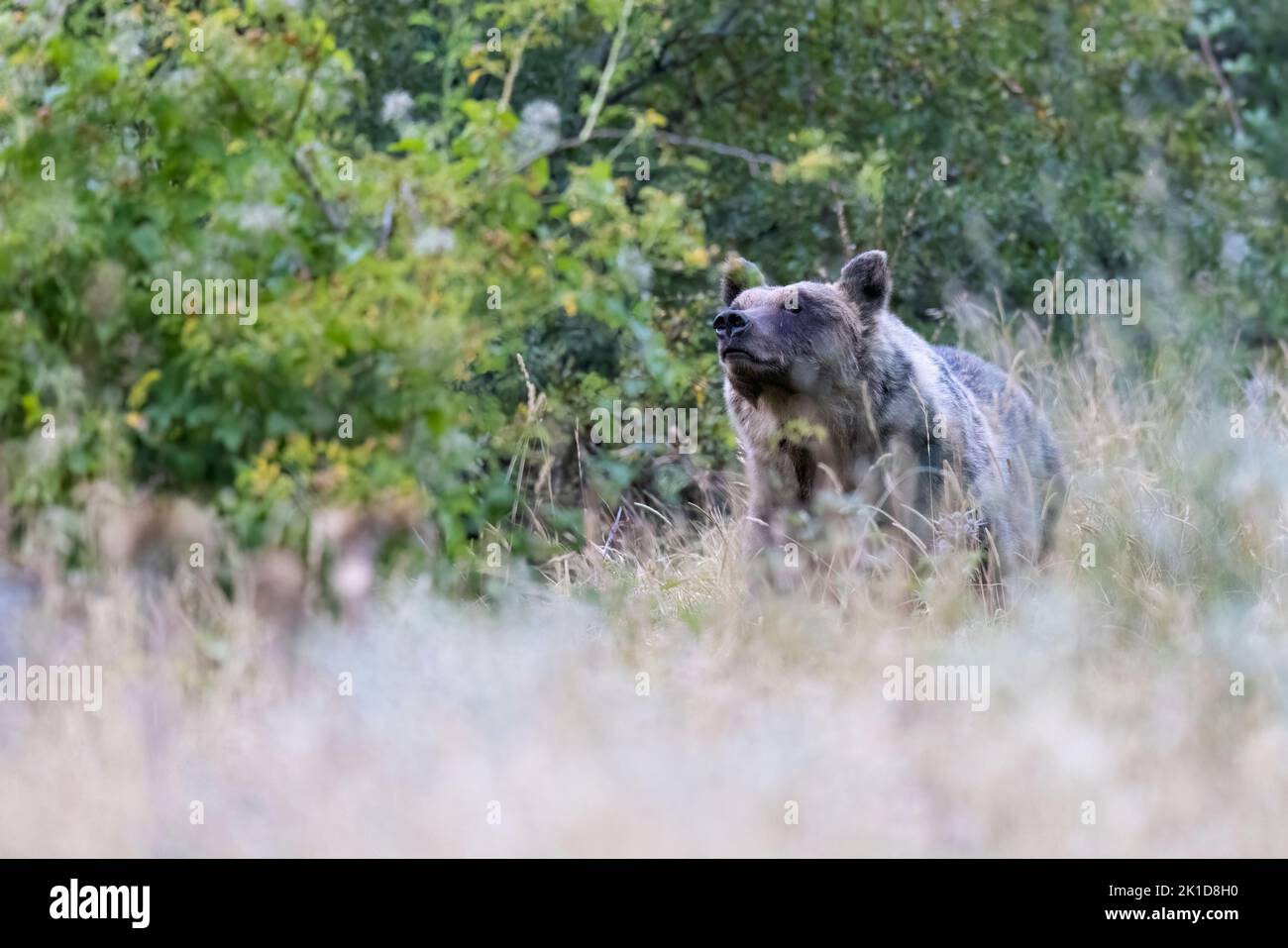 Marsican brown bear, Apennine brown bear Stock Photo - Alamy
