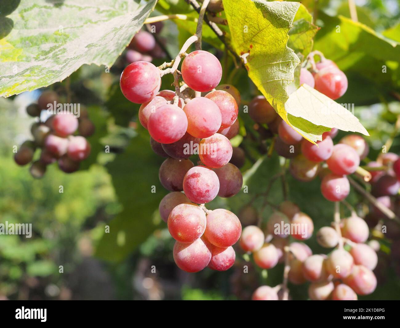 Cluster of young grapes Stock Photo - Alamy