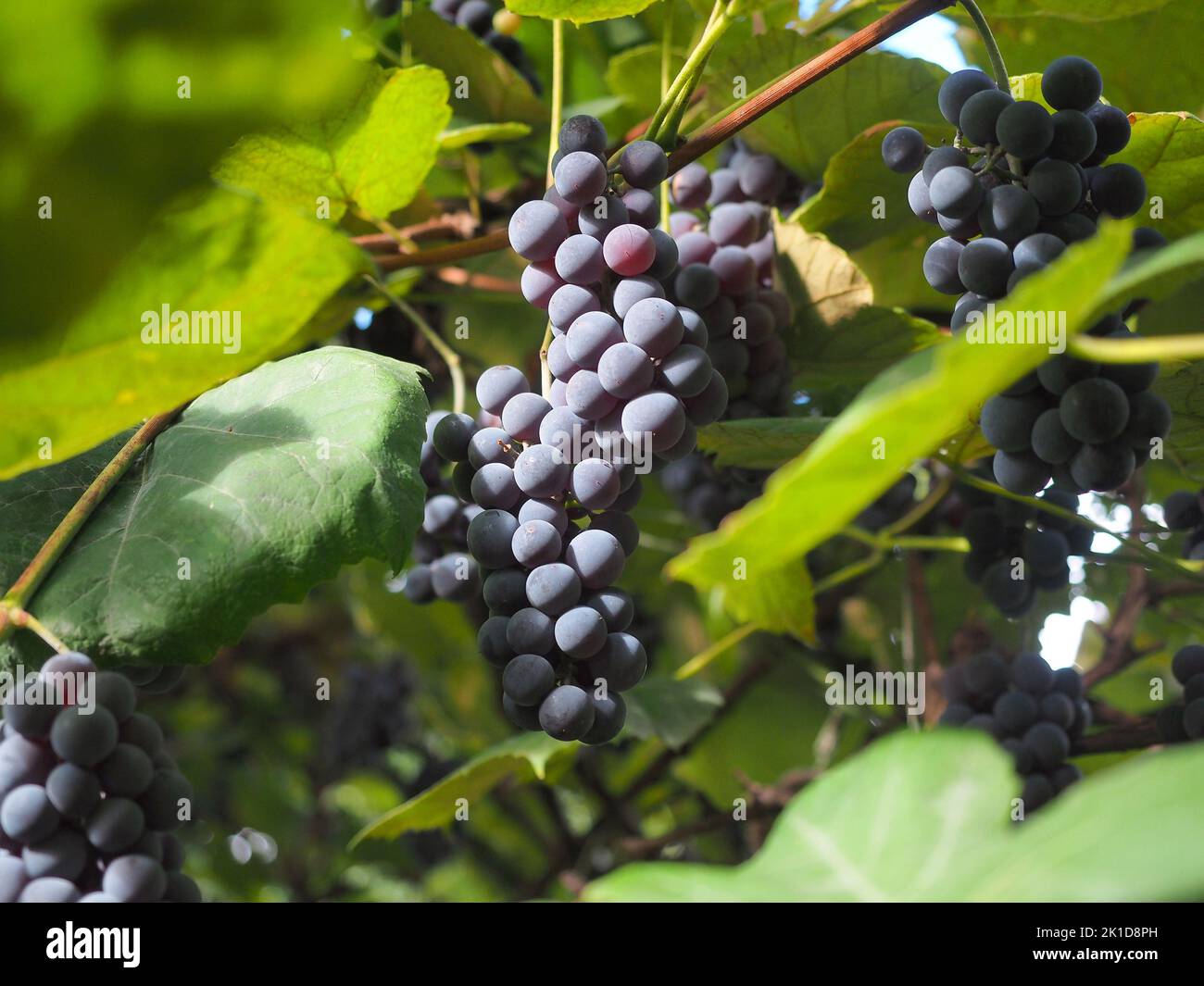Fresh harvest beautiful young hi-res stock photography and images - Alamy