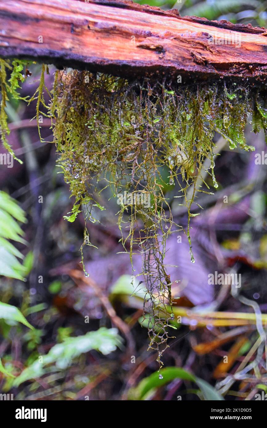 Moss and ferns on trees in dark tropical or jungle forest. Costa Rica ...