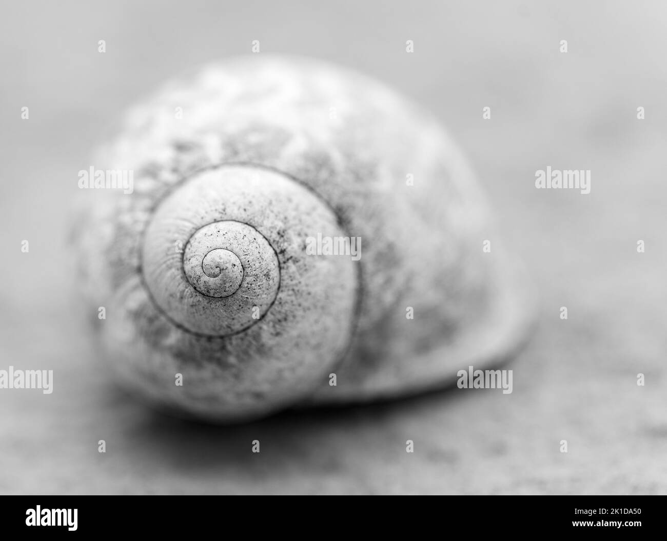 The close-up grayscale view of a snail shell before the blurred ...