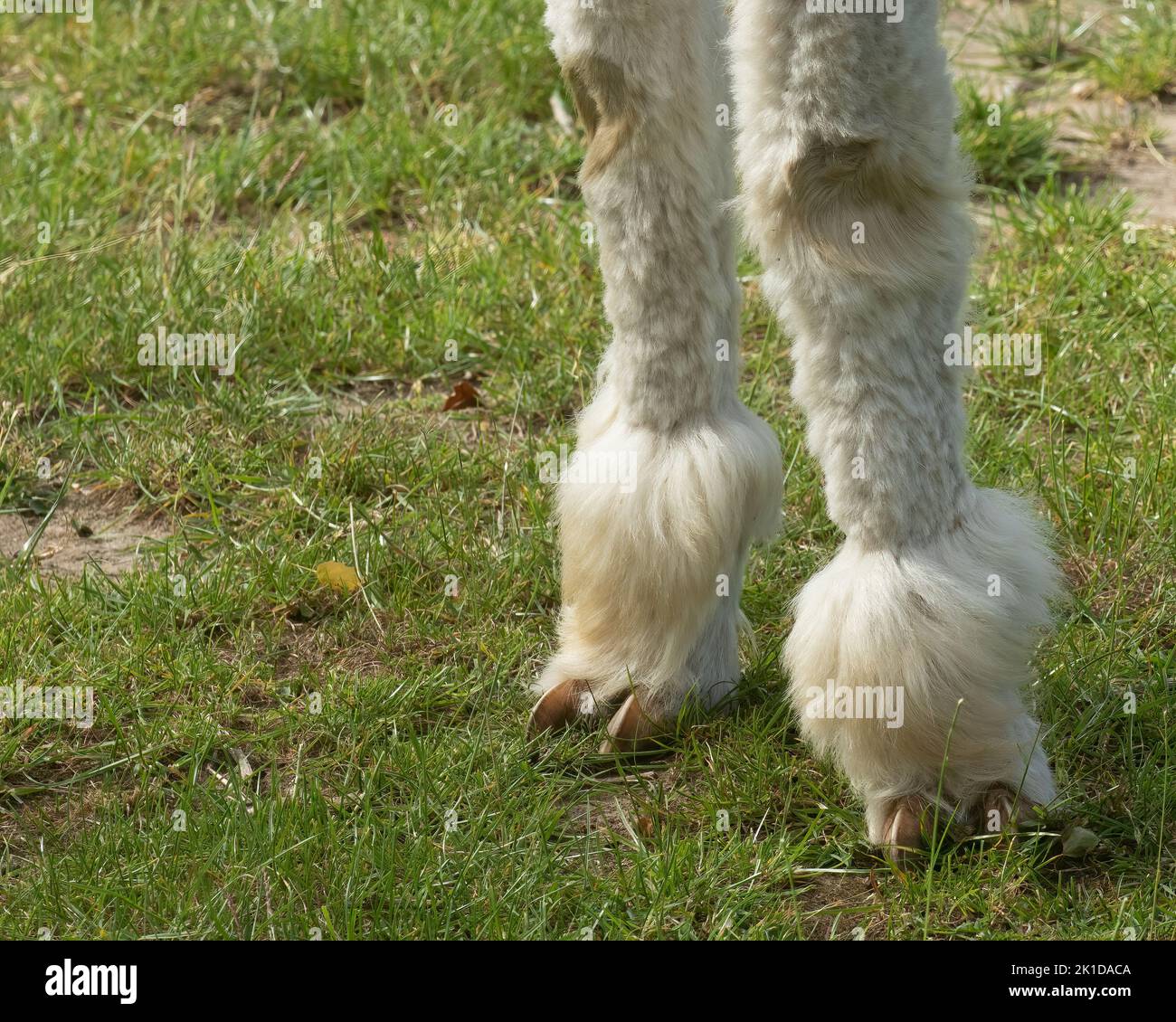 Alpaca feet hi-res stock photography and images - Alamy