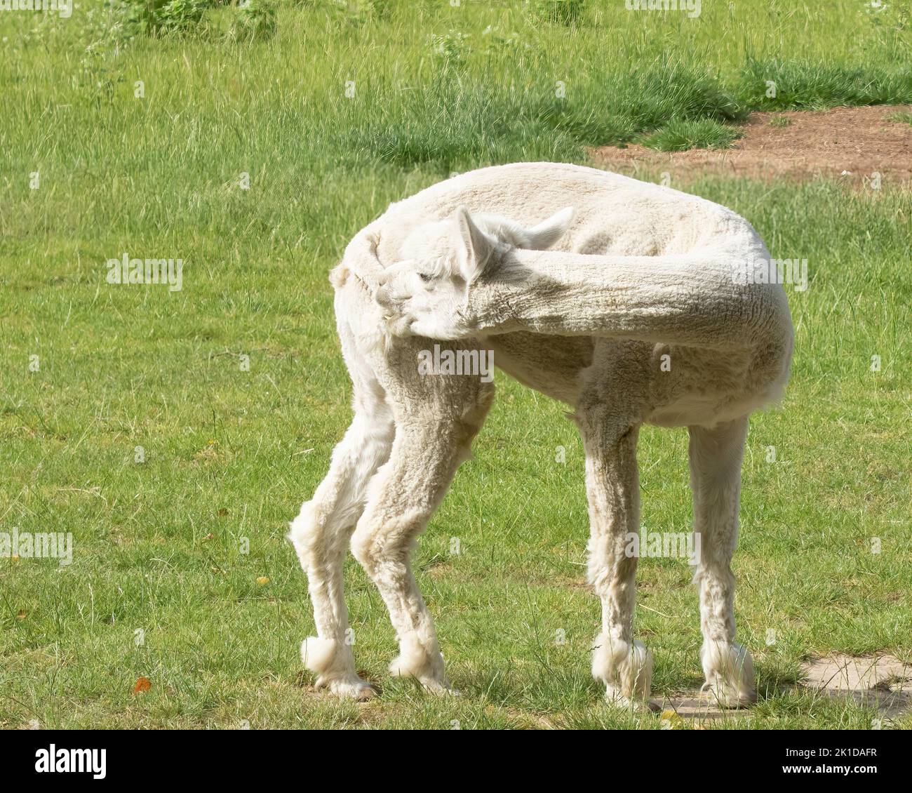 Alpaca tail hi-res stock photography and images - Alamy