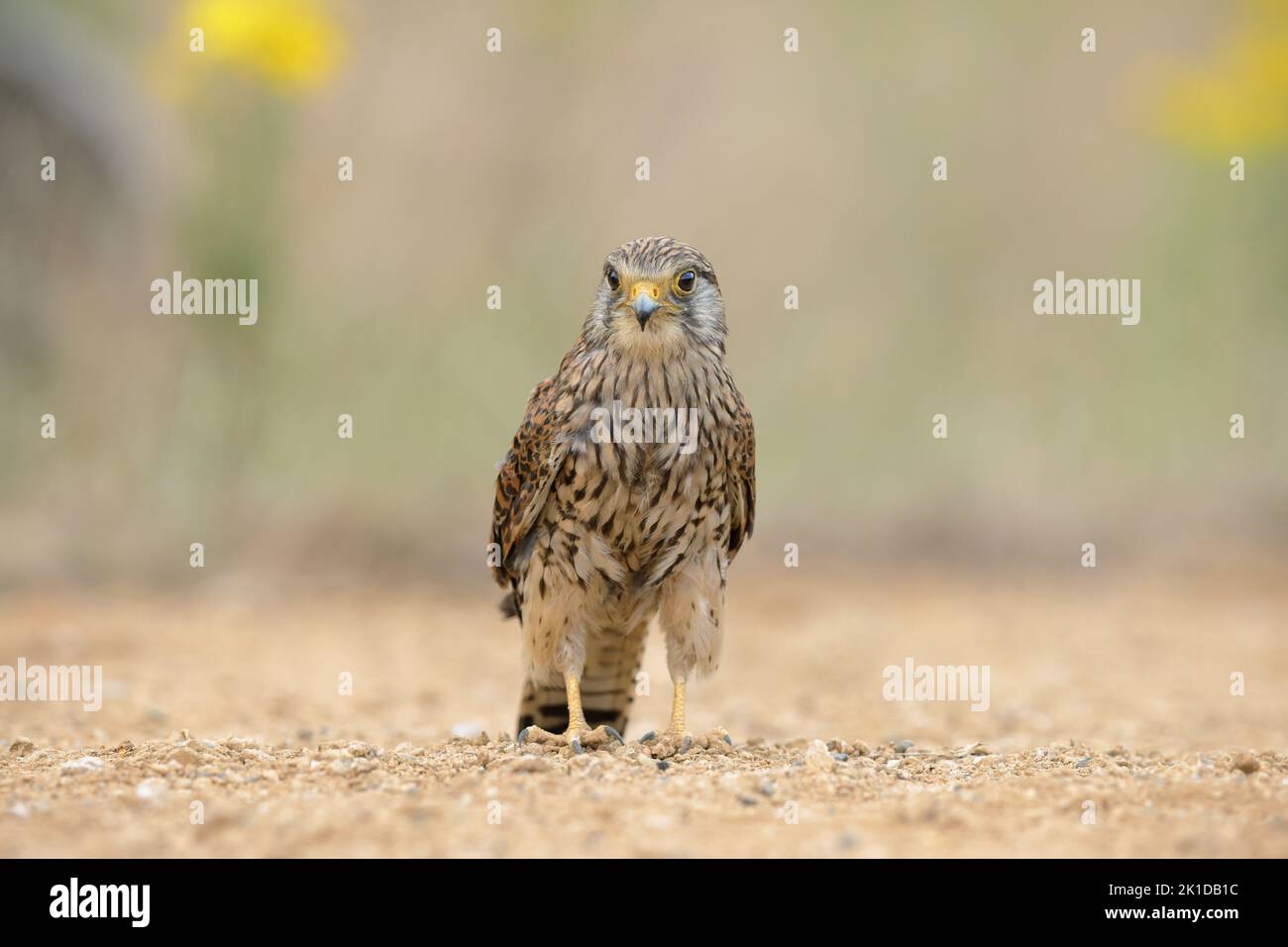 The common kestrel is a bird of prey species belonging to the kestrel ...