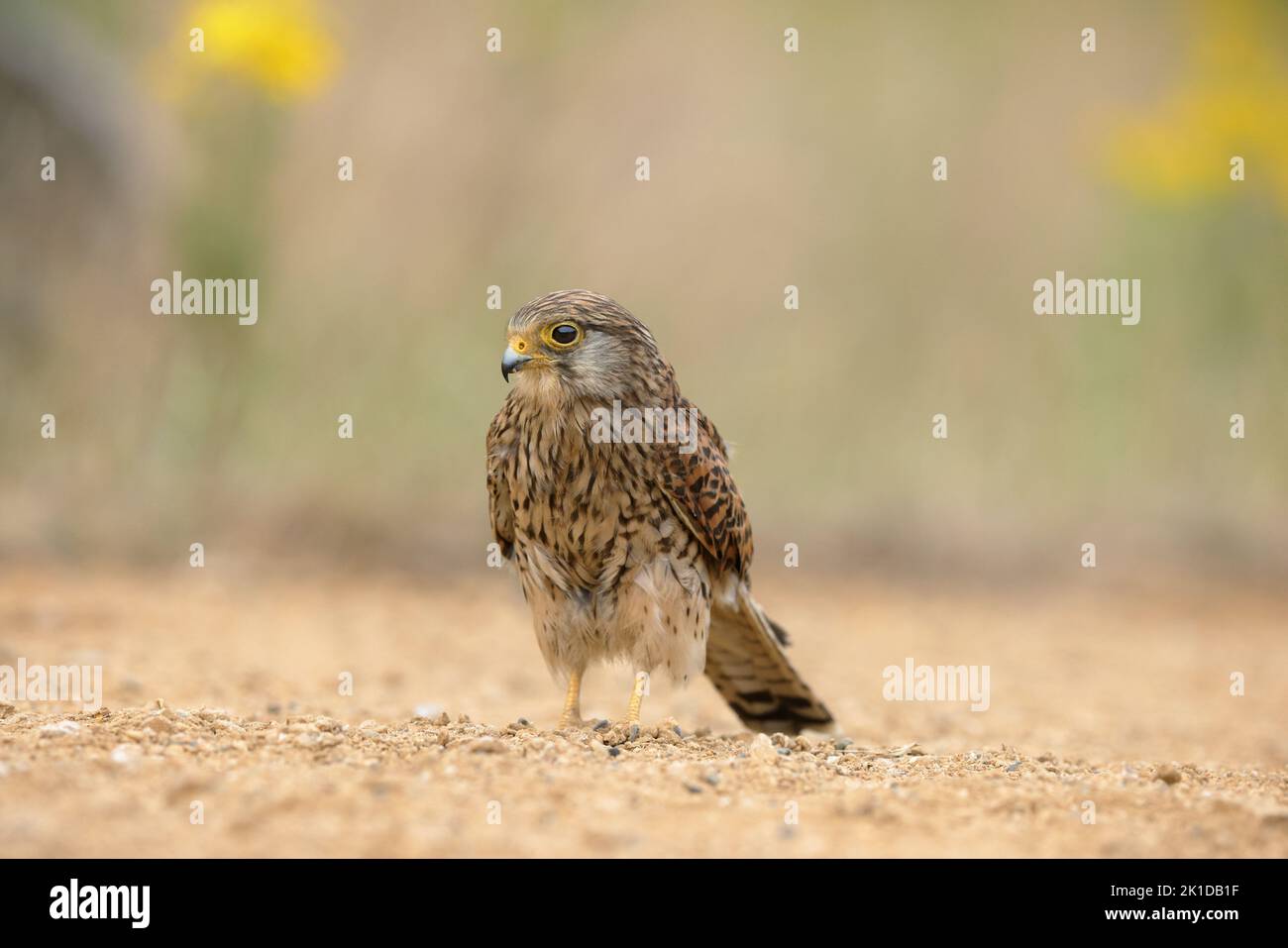 The common kestrel is a bird of prey species belonging to the kestrel ...
