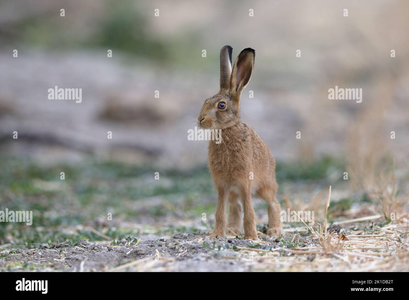 The European hare, also known as the brown hare, is a species of hare ...