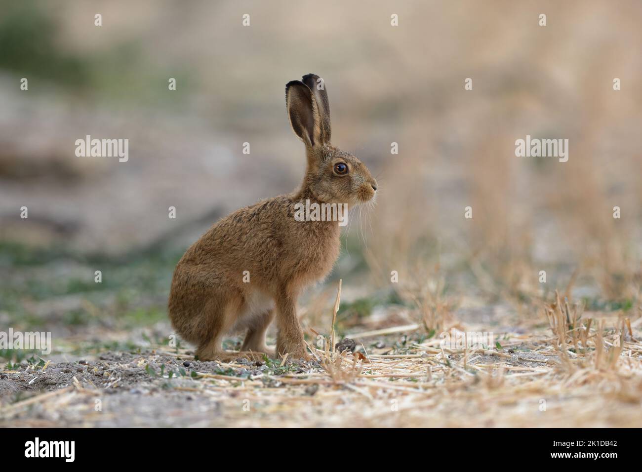 The European hare, also known as the brown hare, is a species of hare ...