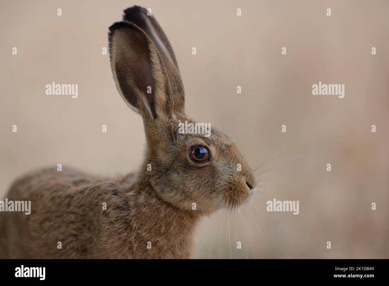 The European hare, also known as the brown hare, is a species of hare ...