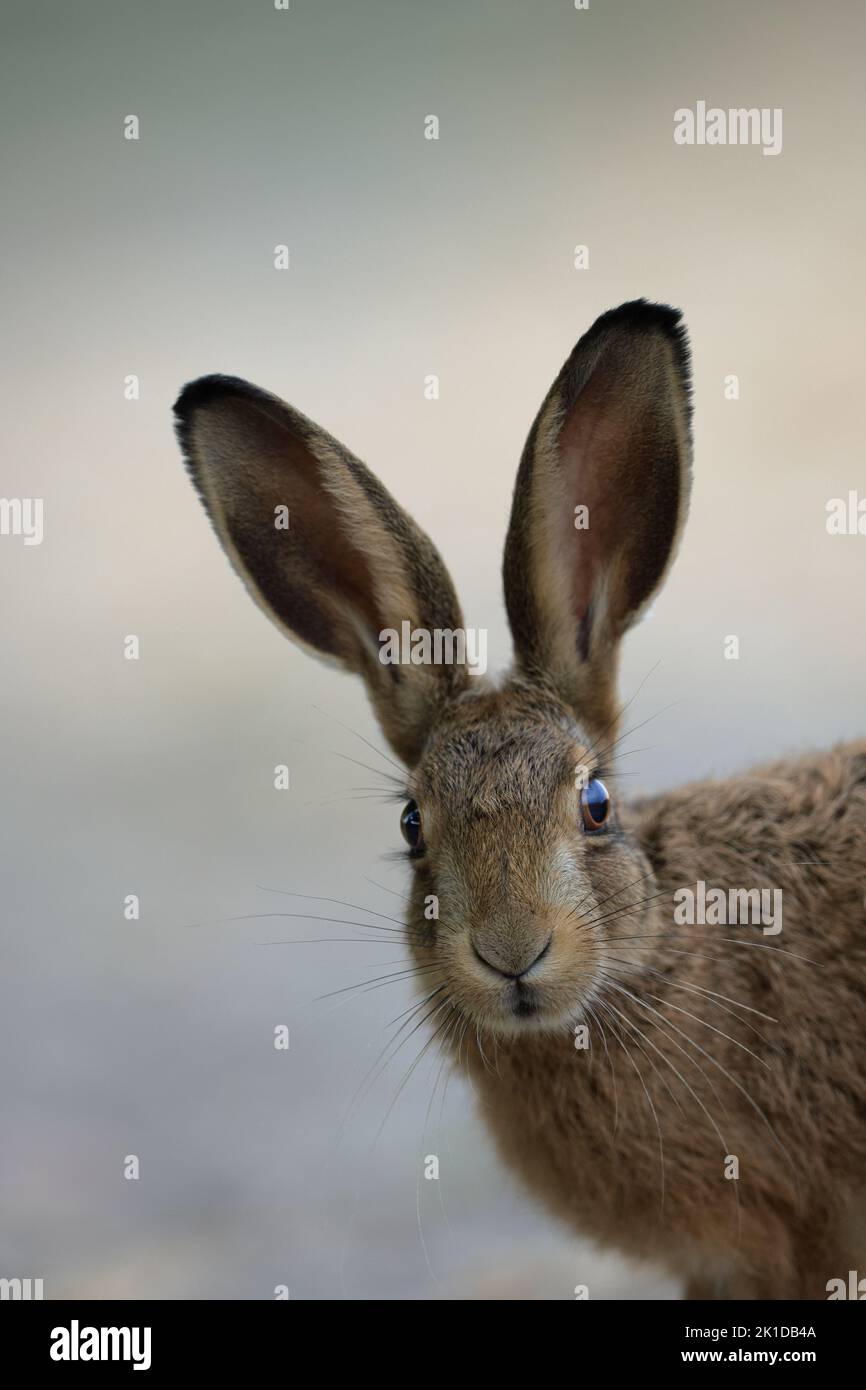 The European hare, also known as the brown hare, is a species of hare ...