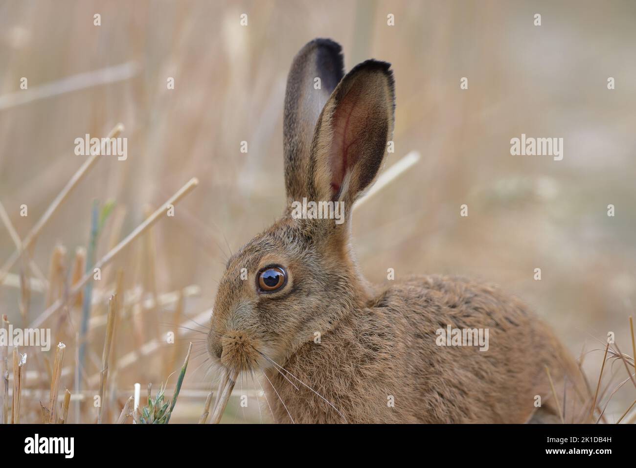 The European hare, also known as the brown hare, is a species of hare ...