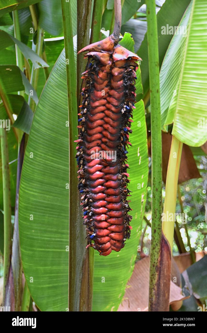 Seed pod of wild tropical tree native plant of Costa Rica jungle ...