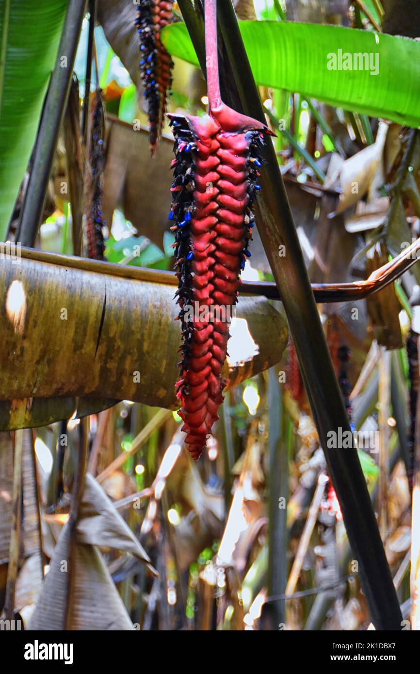 Seed pod of wild tropical tree native plant of Costa Rica jungle ...