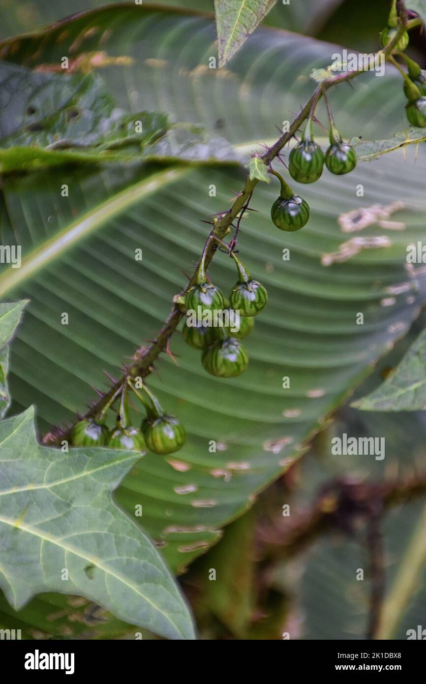 Seed pod of wild tropical tree native plant of Costa Rica jungle ...