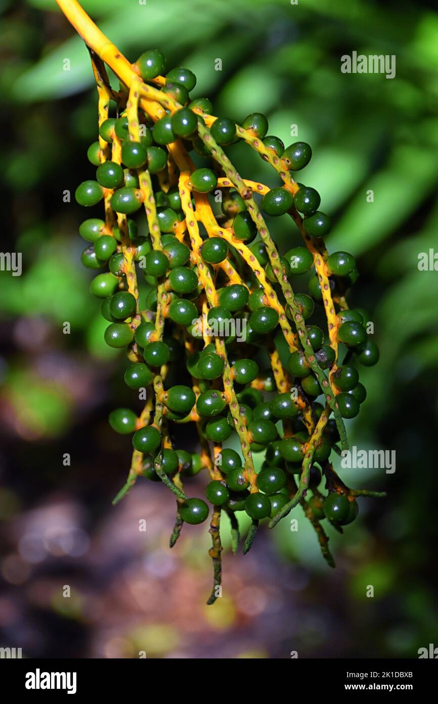 Seed pod of wild tropical tree native plant of Costa Rica jungle ...