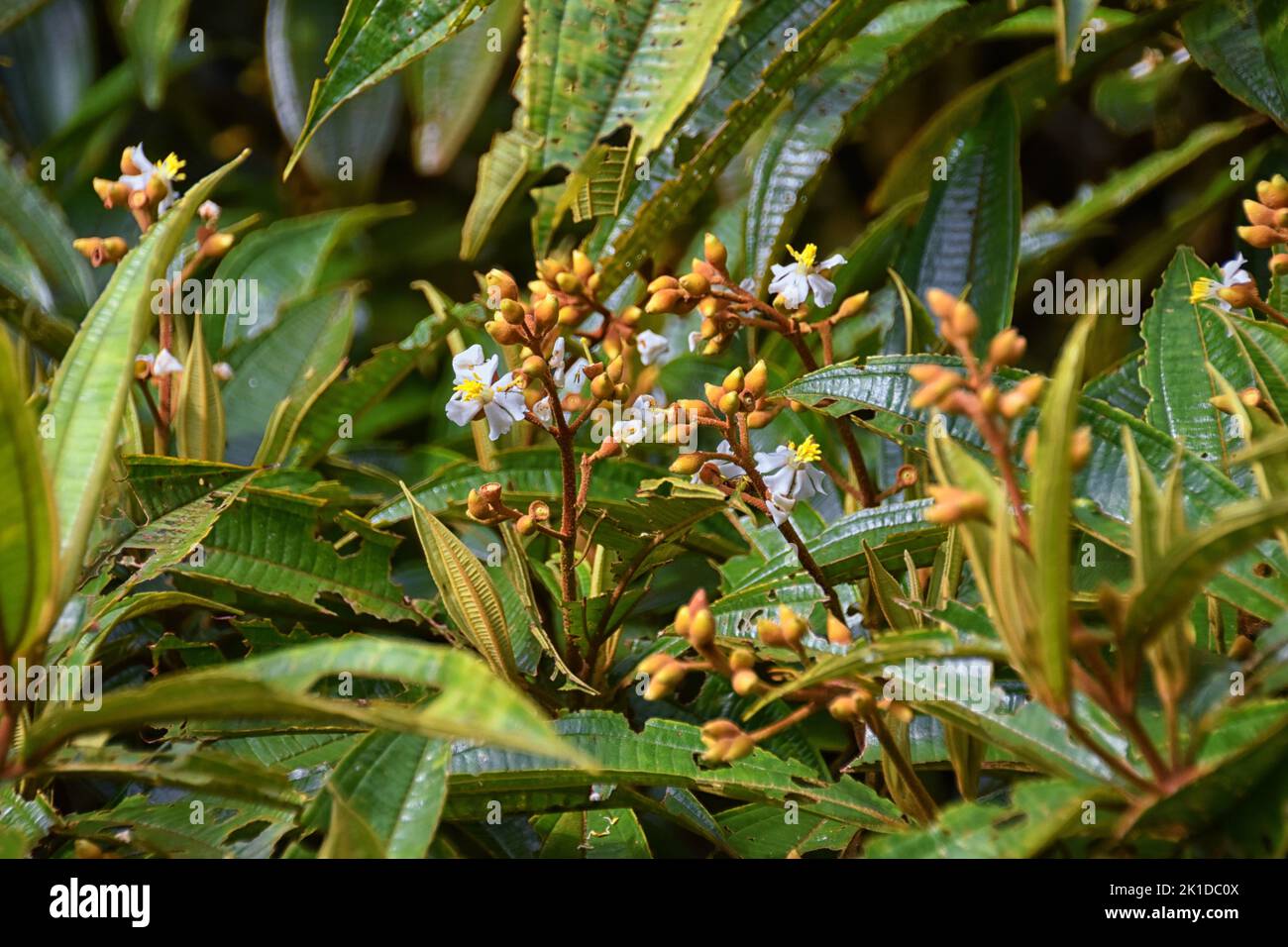 Seed pod of wild tropical tree native plant of Costa Rica jungle ...