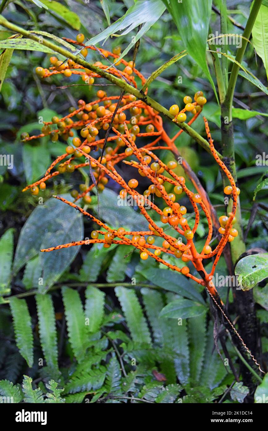 Seed pod of wild tropical tree native plant of Costa Rica jungle ...