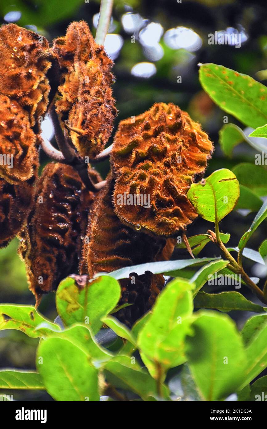 Seed pod of wild tropical tree native plant of Costa Rica jungle ...