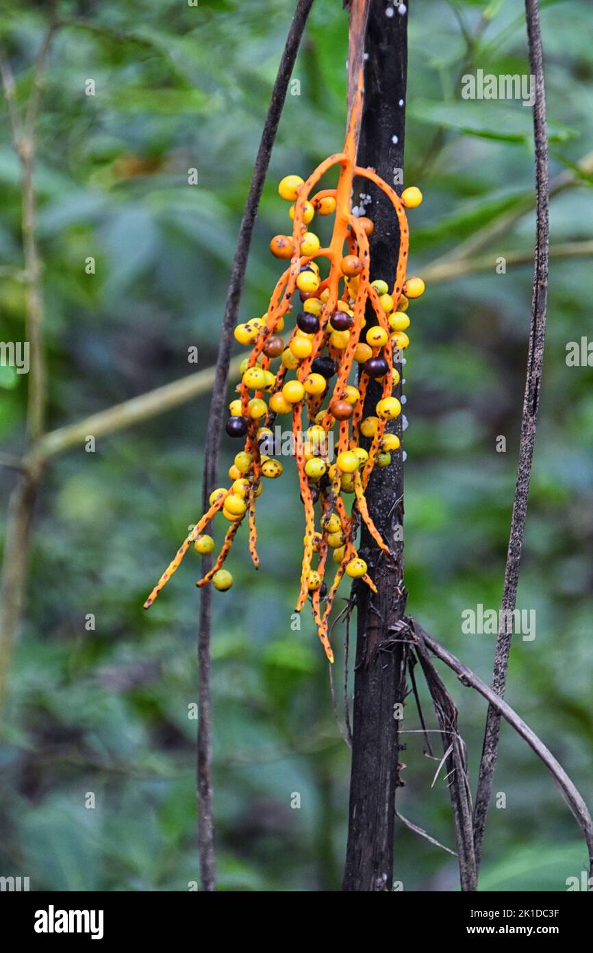 Seed pod of wild tropical tree native plant of Costa Rica jungle ...