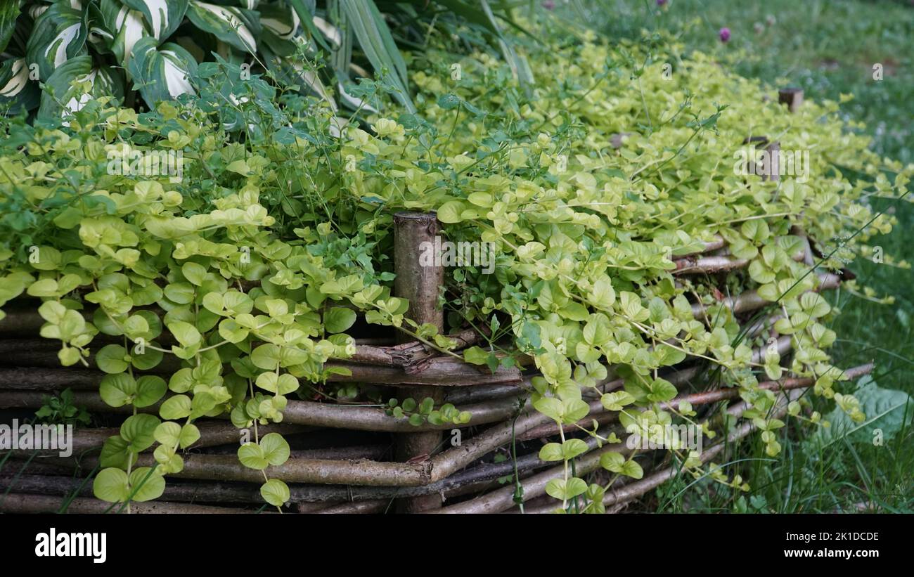 Decorative plants are growing on a raised bed using wicker branches ...