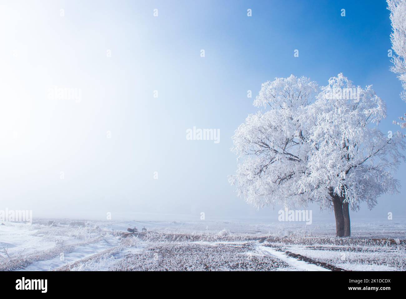 Frost trees in the plain on a foggy day in winter in Turkey. Trees in ...