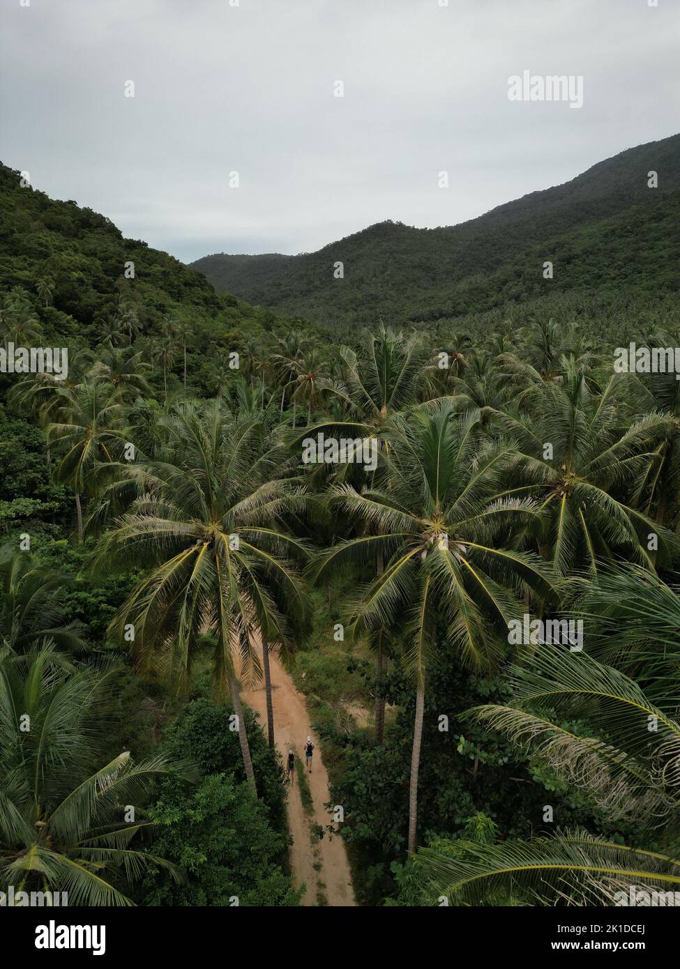 A vertical drone view of a narrow trail through a tropical jungle ...