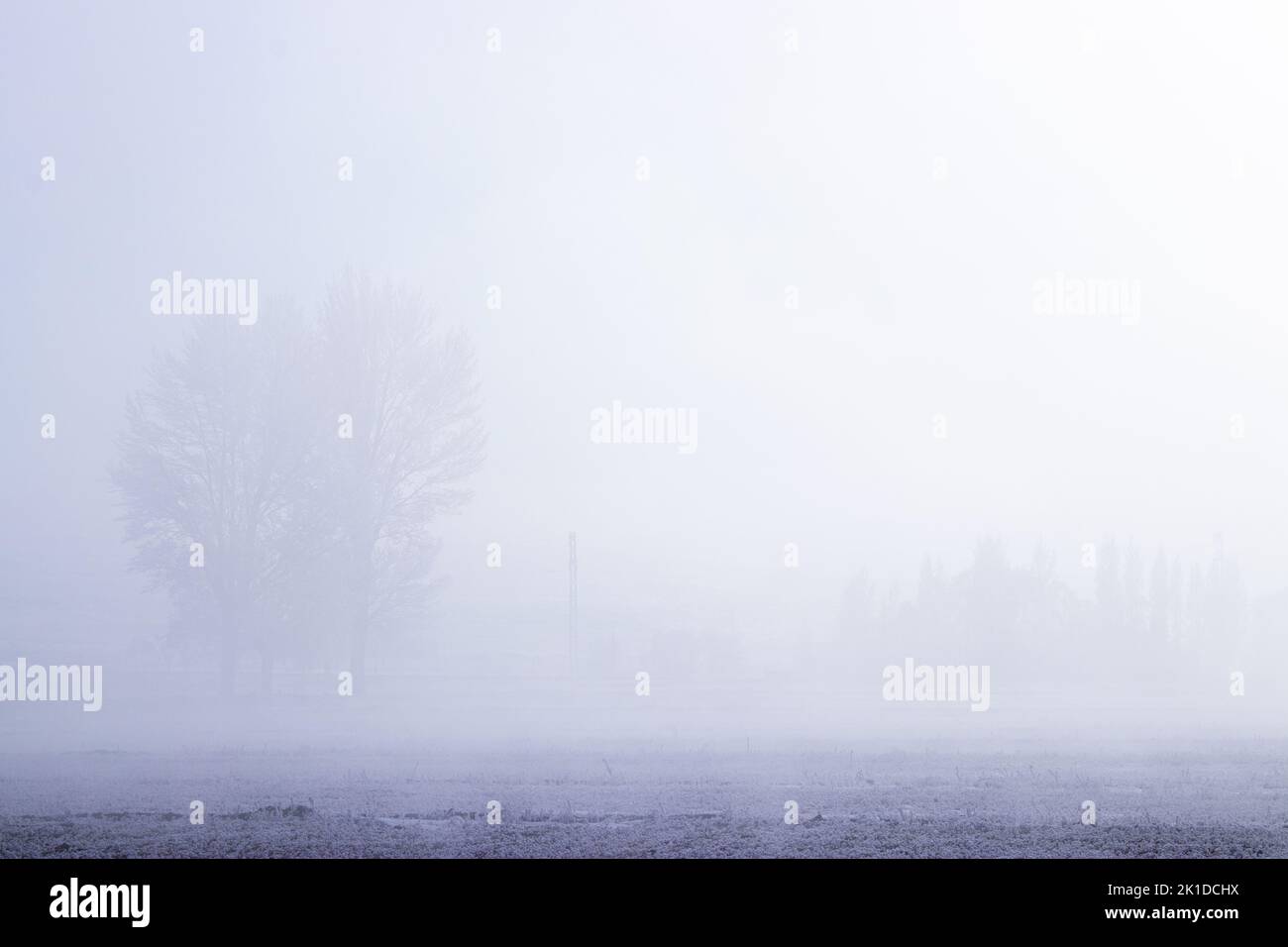 Frost trees in the plain on a foggy day in winter in Turkey. Trees in ...