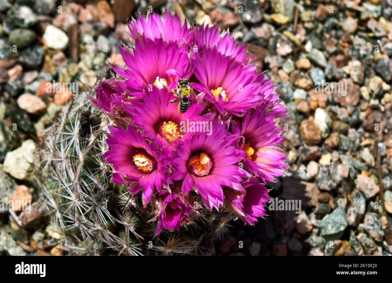 A bee visits a blooming pincushion cactus (Escobaria vivipapa), also ...