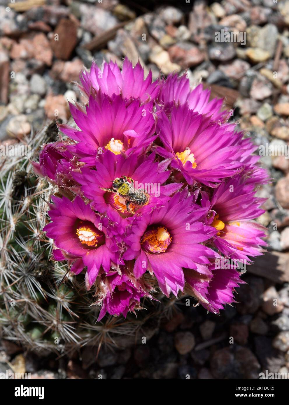 American honey bee hi-res stock photography and images - Alamy