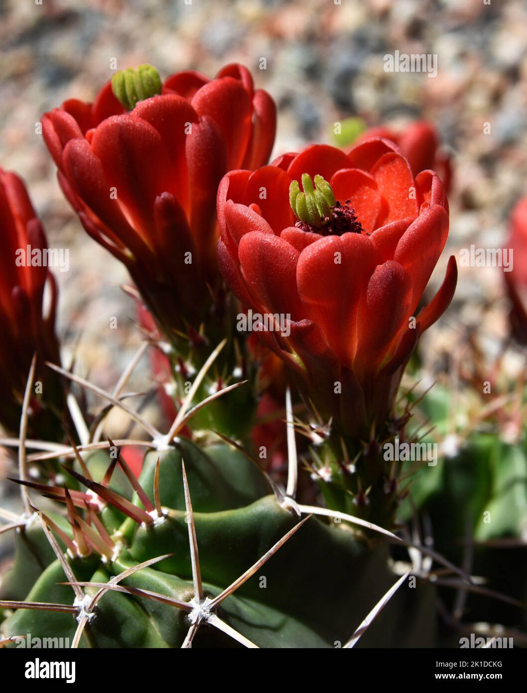 A claretcup cactus (Echinocereus triglochidiatus), a species of ...
