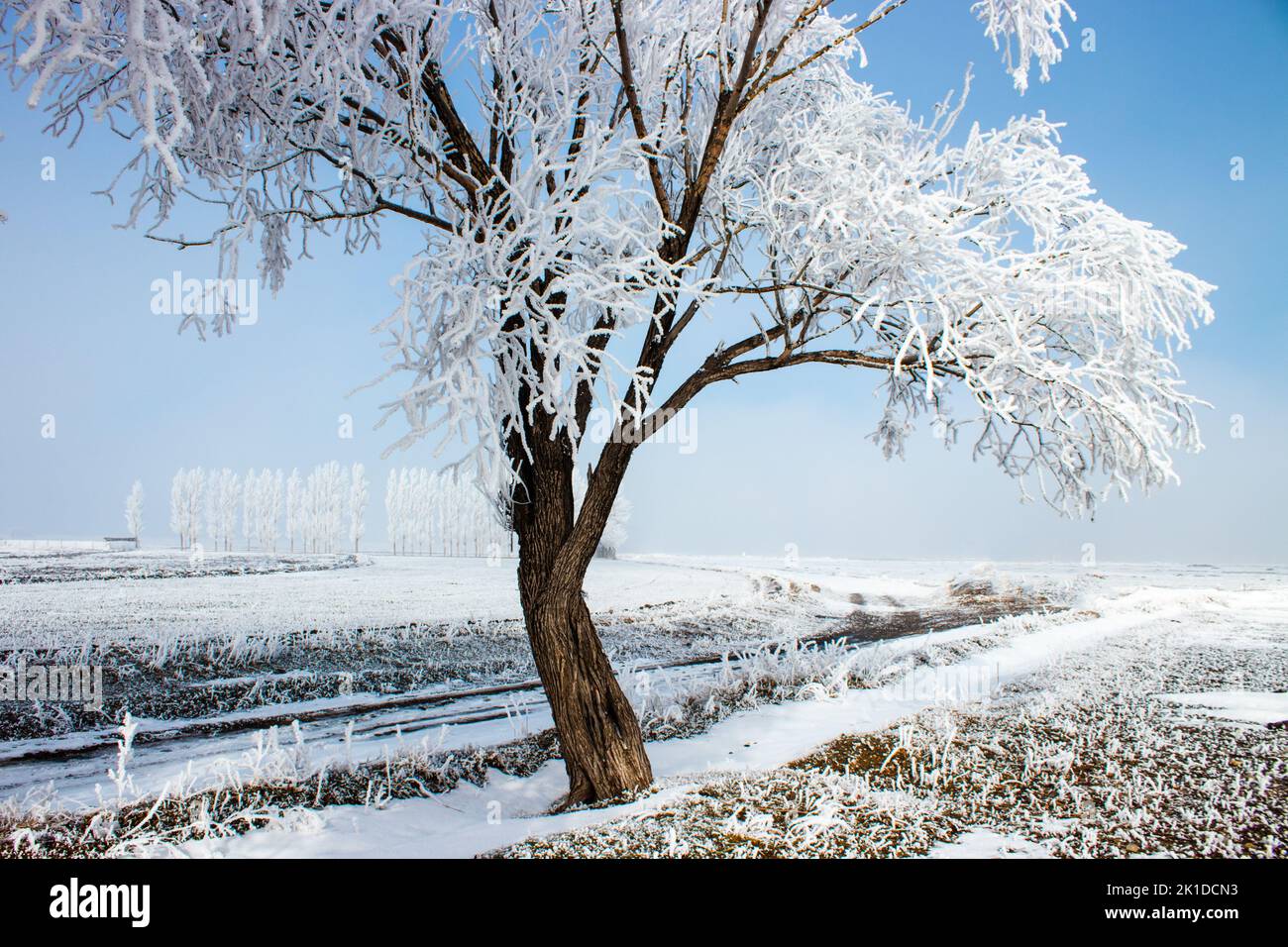 Frost trees in the plain on a foggy day in winter in Turkey. Trees in the fog canopy. Winter ...