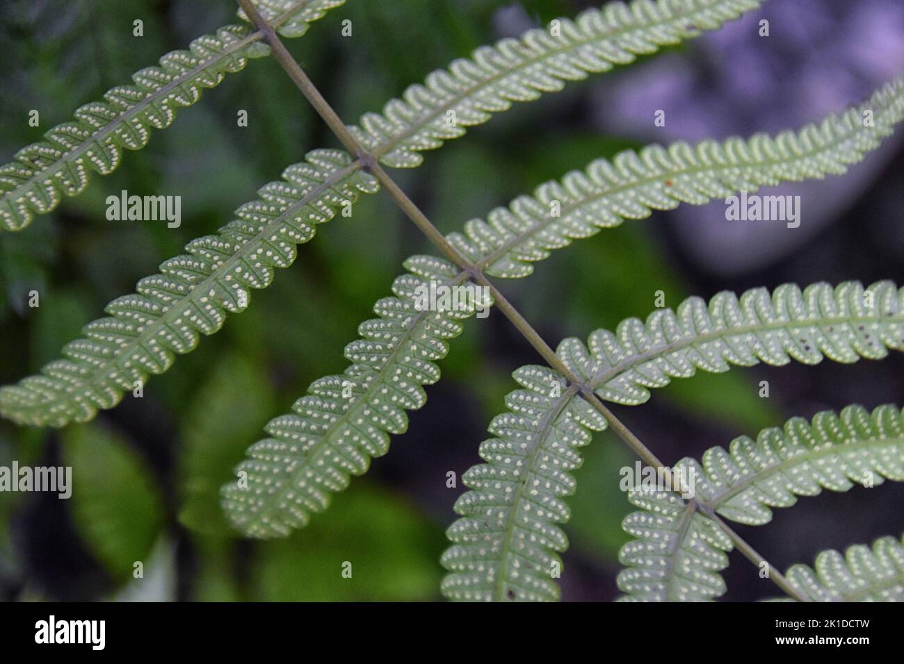Tropical wild jungle forest plants, macro leaf and foliage close up ...