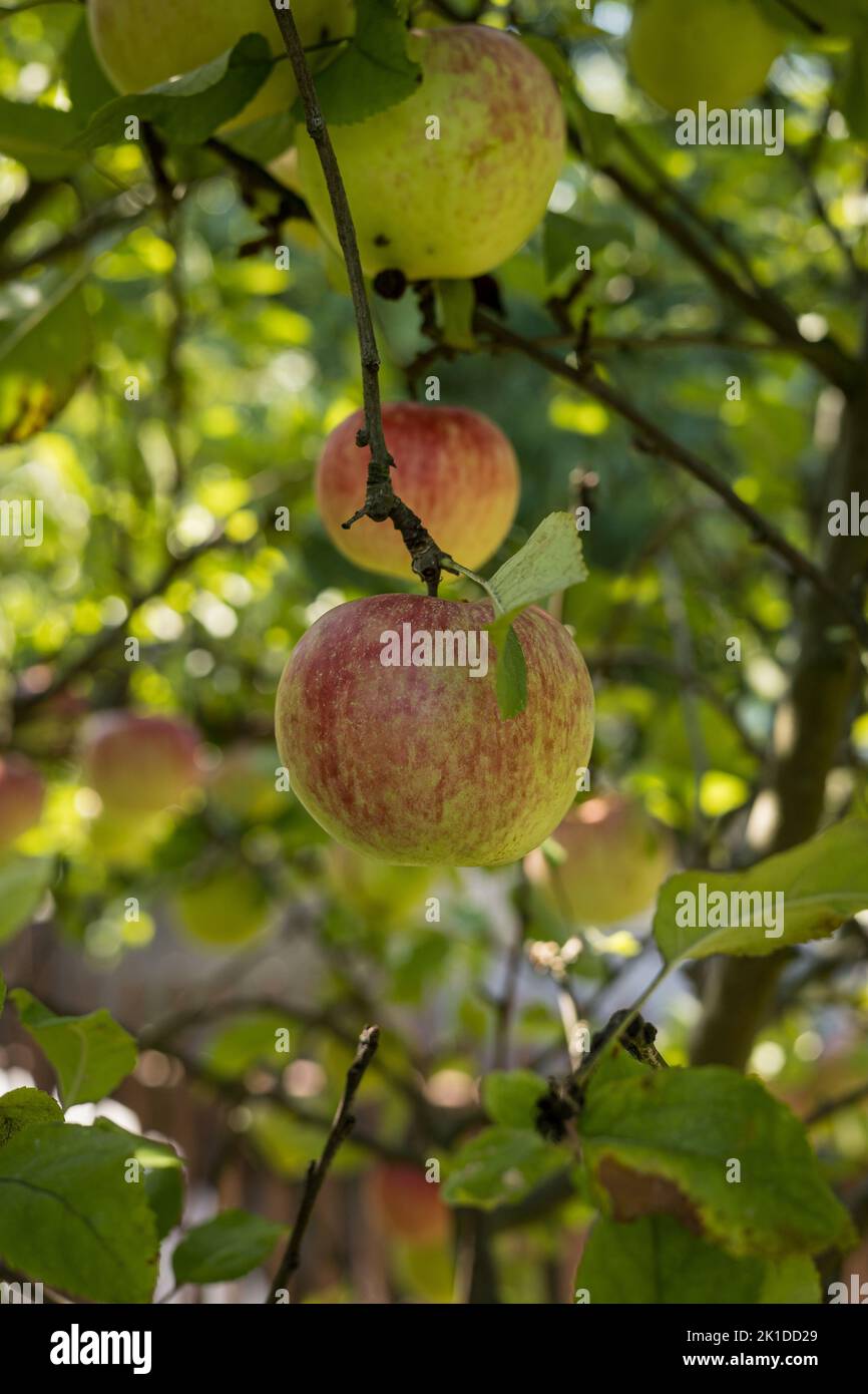 Apples growing in eco-friendly garden Stock Photo - Alamy