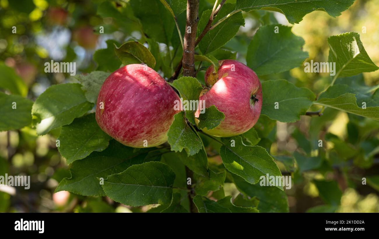 Wild apples growing in a garden Stock Photo - Alamy
