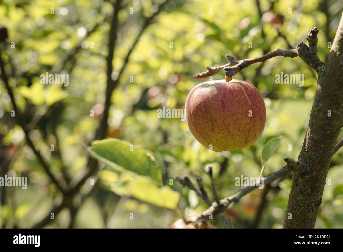 Single green apple stem hi-res stock photography and images - Alamy