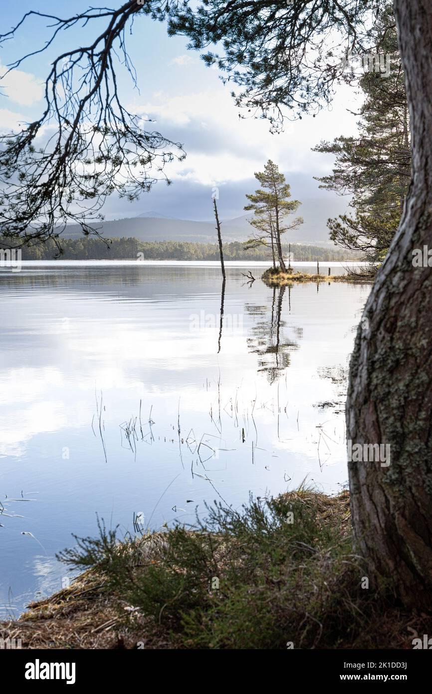 Cairngorm mountains trees hi-res stock photography and images - Alamy