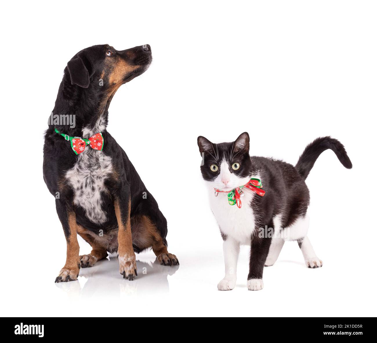 Portrait of a dog tri color and cat with a necklace with Christmas bows ...