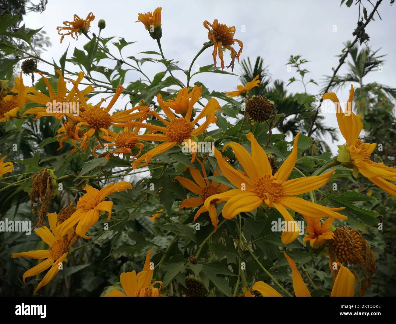Bright yellow Mexican sunflower (Tithonia diversifolia) blooming under ...