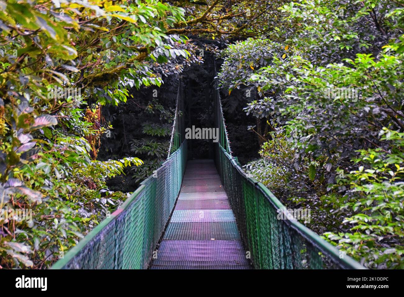 Monteverde Cloud Forest Reserve, hanging, suspended bridge, treetop ...