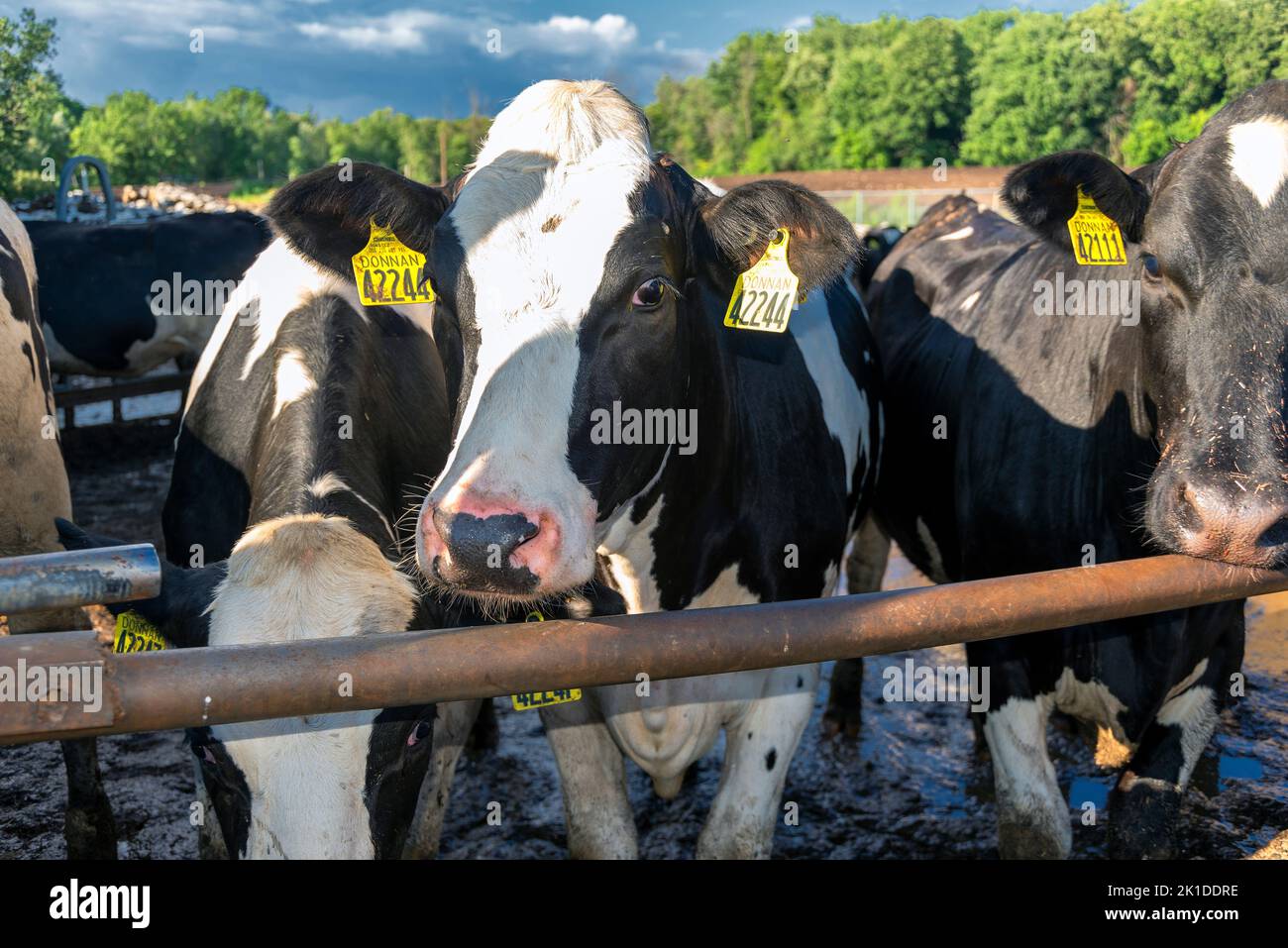 Holstein dairy cows ny hi-res stock photography and images - Alamy