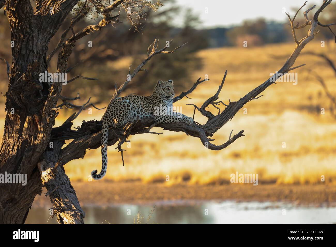 An African leopard (Panthera pardus pardus) lying on a tree branch over ...