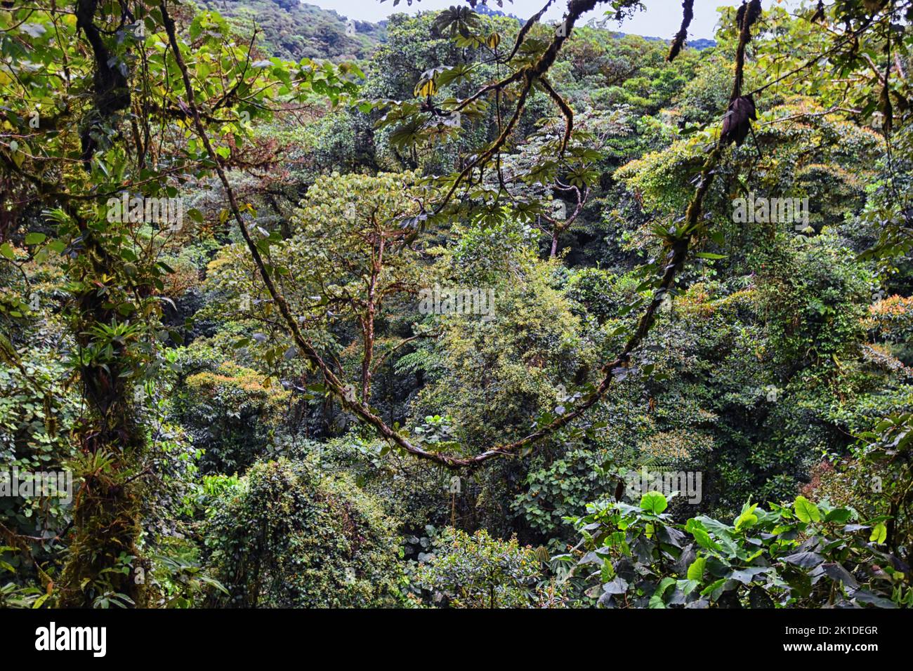 Monteverde Cloud Forest Reserve, views of tropical forest foliage ...