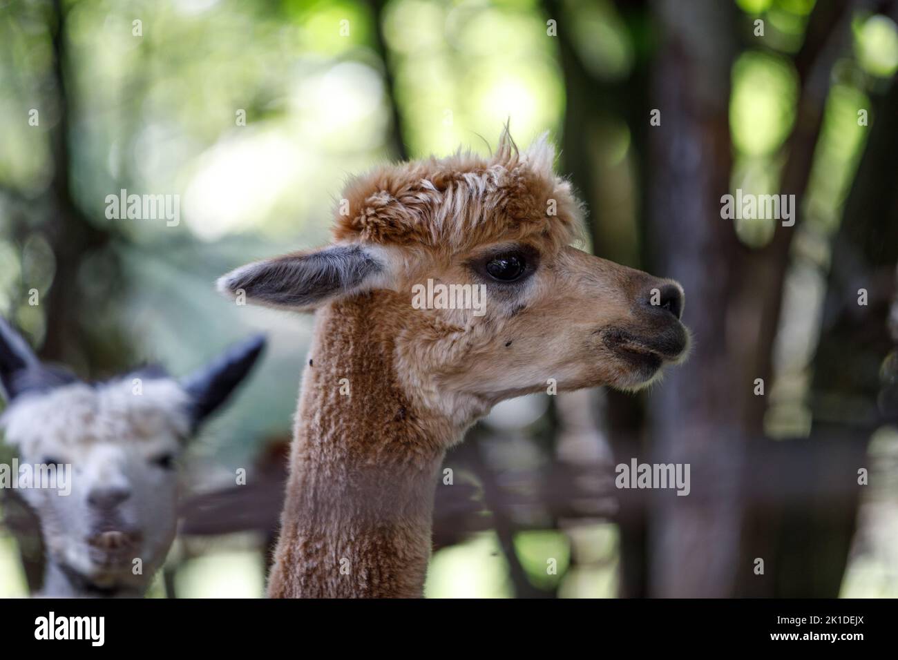 A cute young alpaca side profile portrait. An old, white alpaca with ...