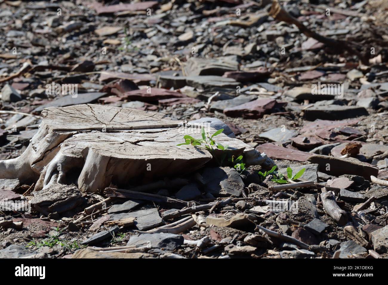 A closeup shot of a tree stump surrounded by wood chips Stock Photo - Alamy