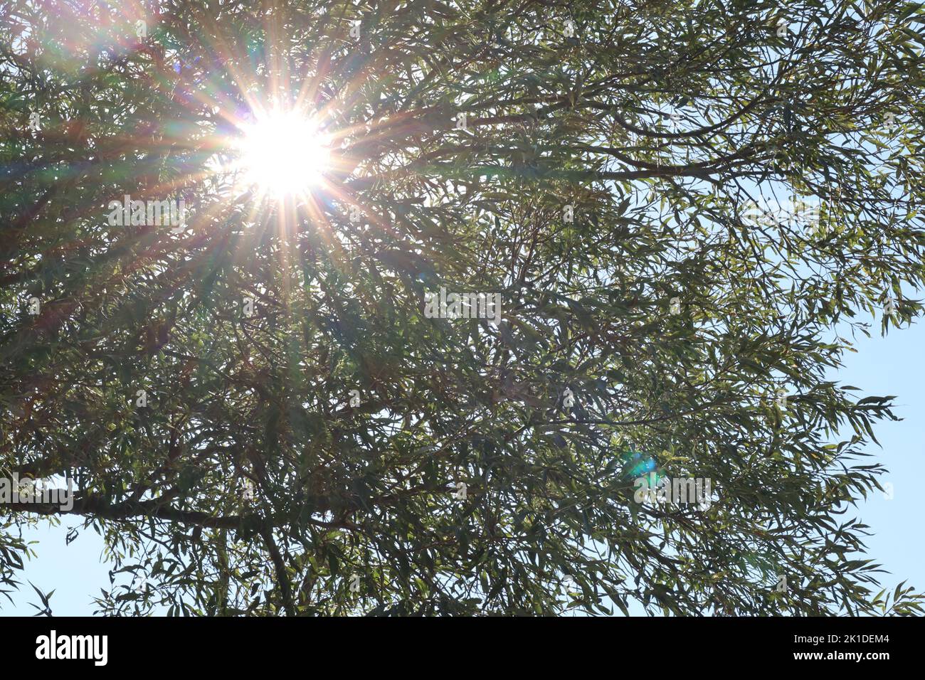 The sun shining through trees with lens flare Stock Photo - Alamy