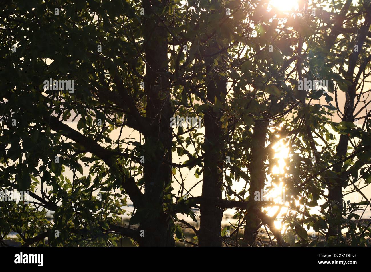 A beautiful sunset reflected in a river in bright colors with ...