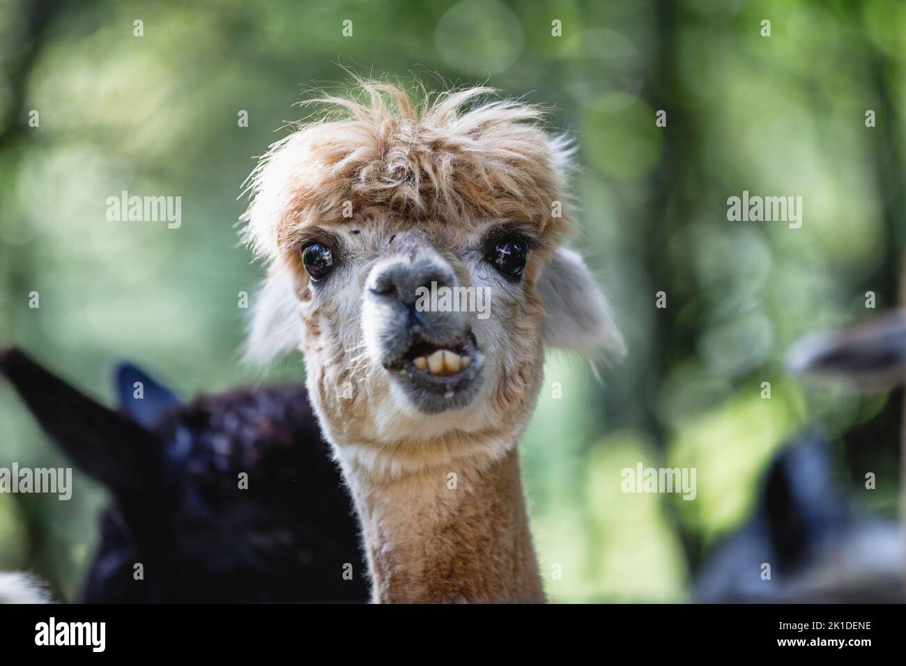 An alpaca with a comical face and protruding teeth, chewing on an acorn ...