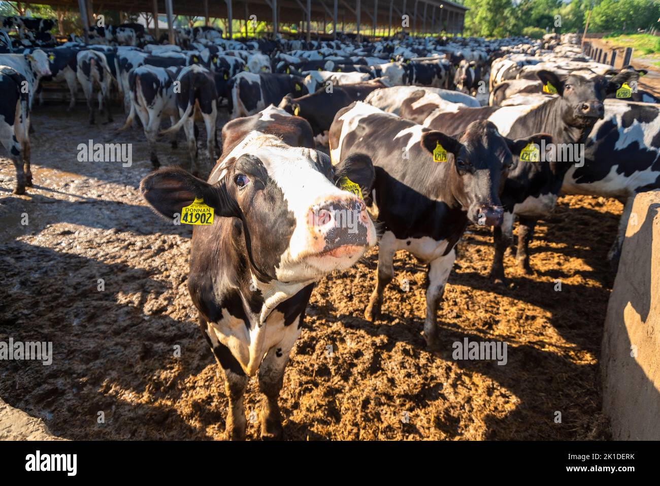 Identifying ear tag hi-res stock photography and images - Alamy