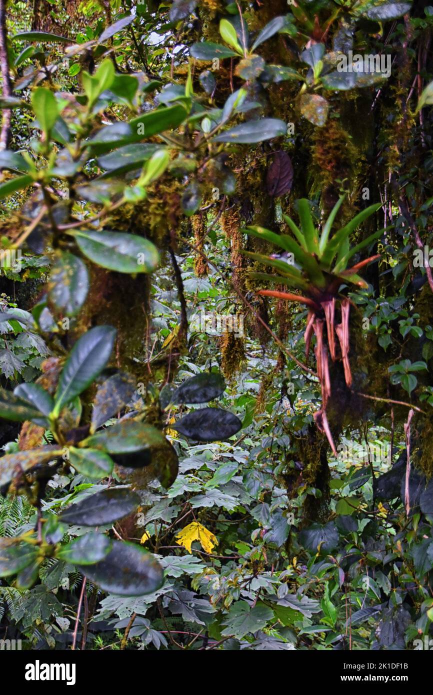 Monteverde Cloud Forest Reserve, views of tropical forest foliage ...